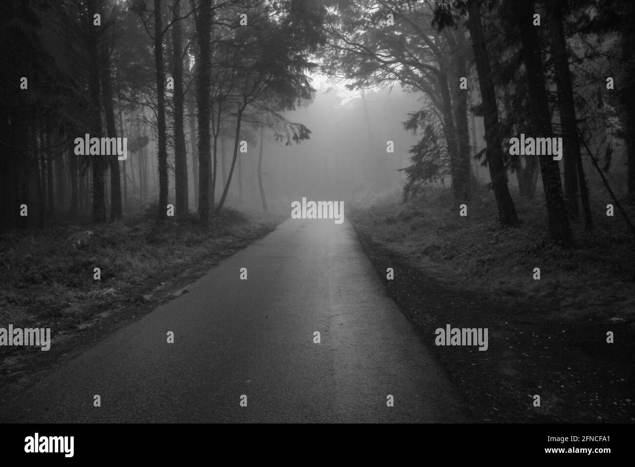 Road in a forest covered with mist Stock Photo - Alamy