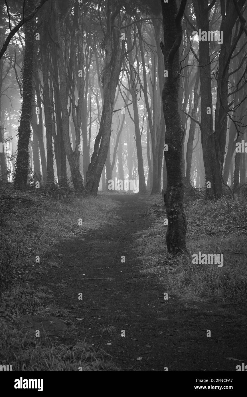 Amazing wood covered with mist. Path in a fores Stock Photo - Alamy