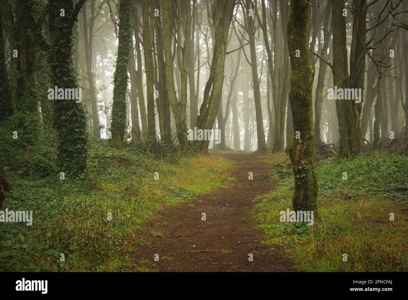 Amazing wood covered with mist. Path in a fores Stock Photo - Alamy