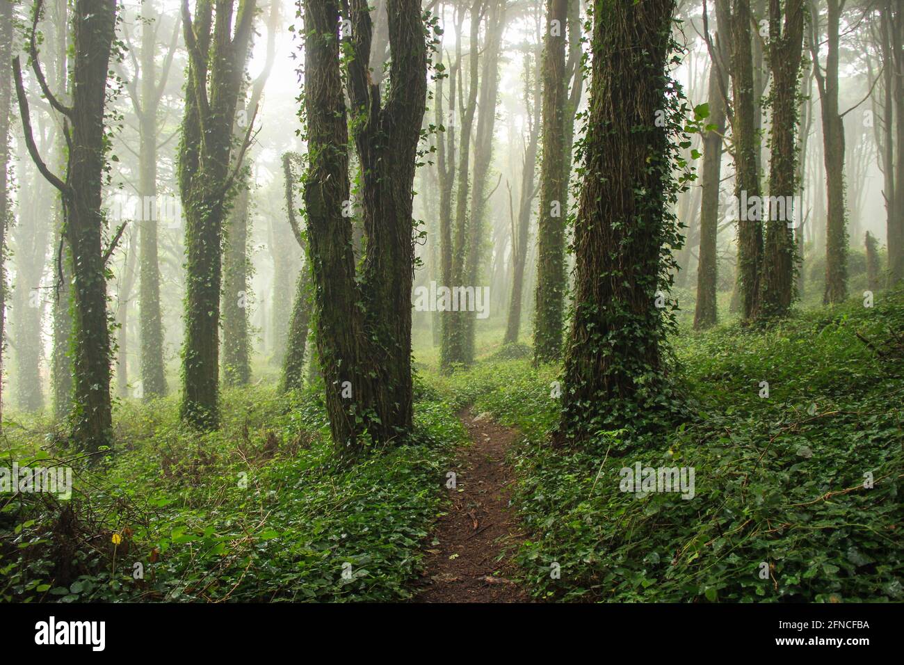 Amazing wood covered with mist. Path in a fores Stock Photo - Alamy