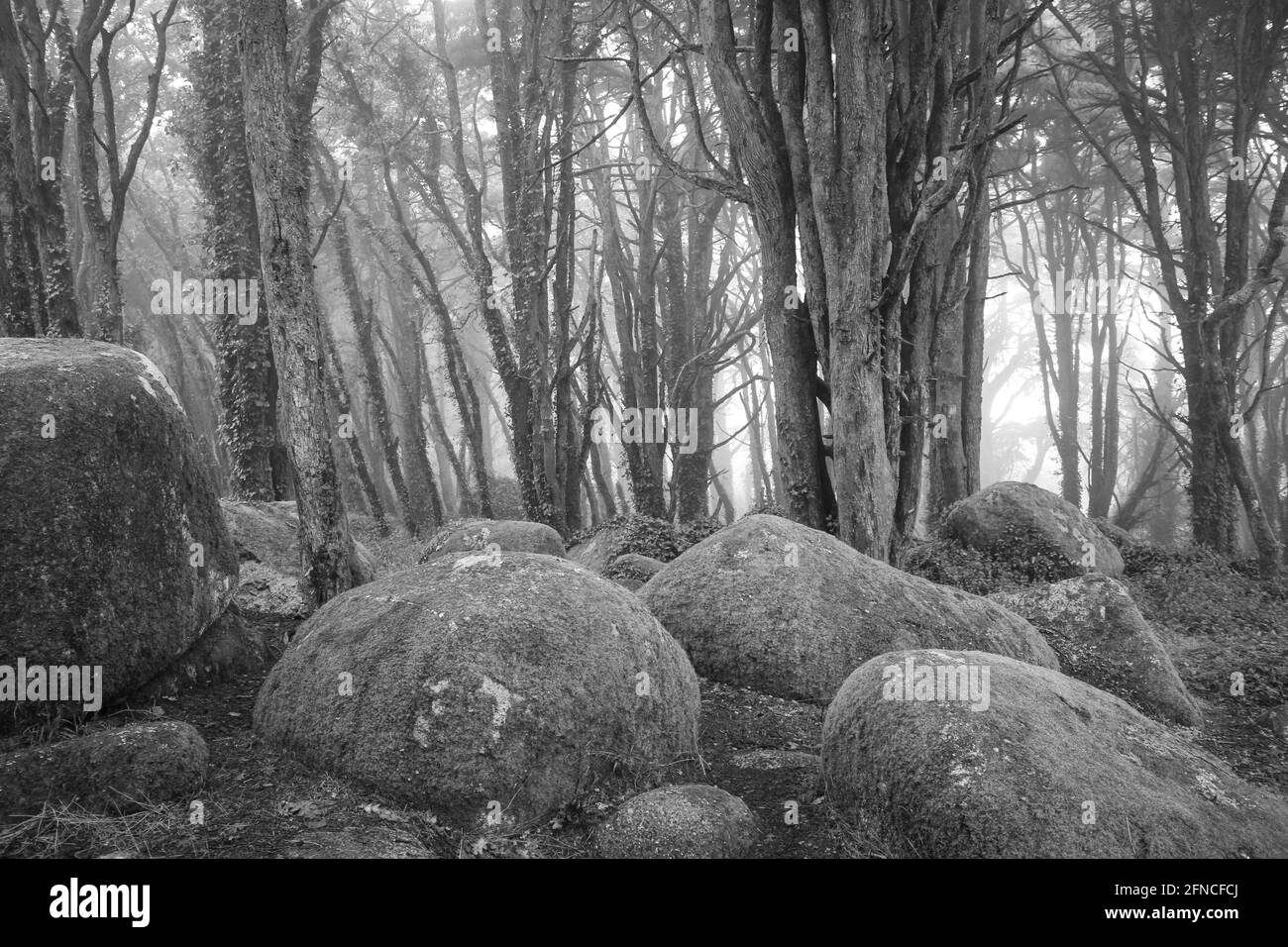 Amazing wood covered with mist. Path in a fores Stock Photo - Alamy