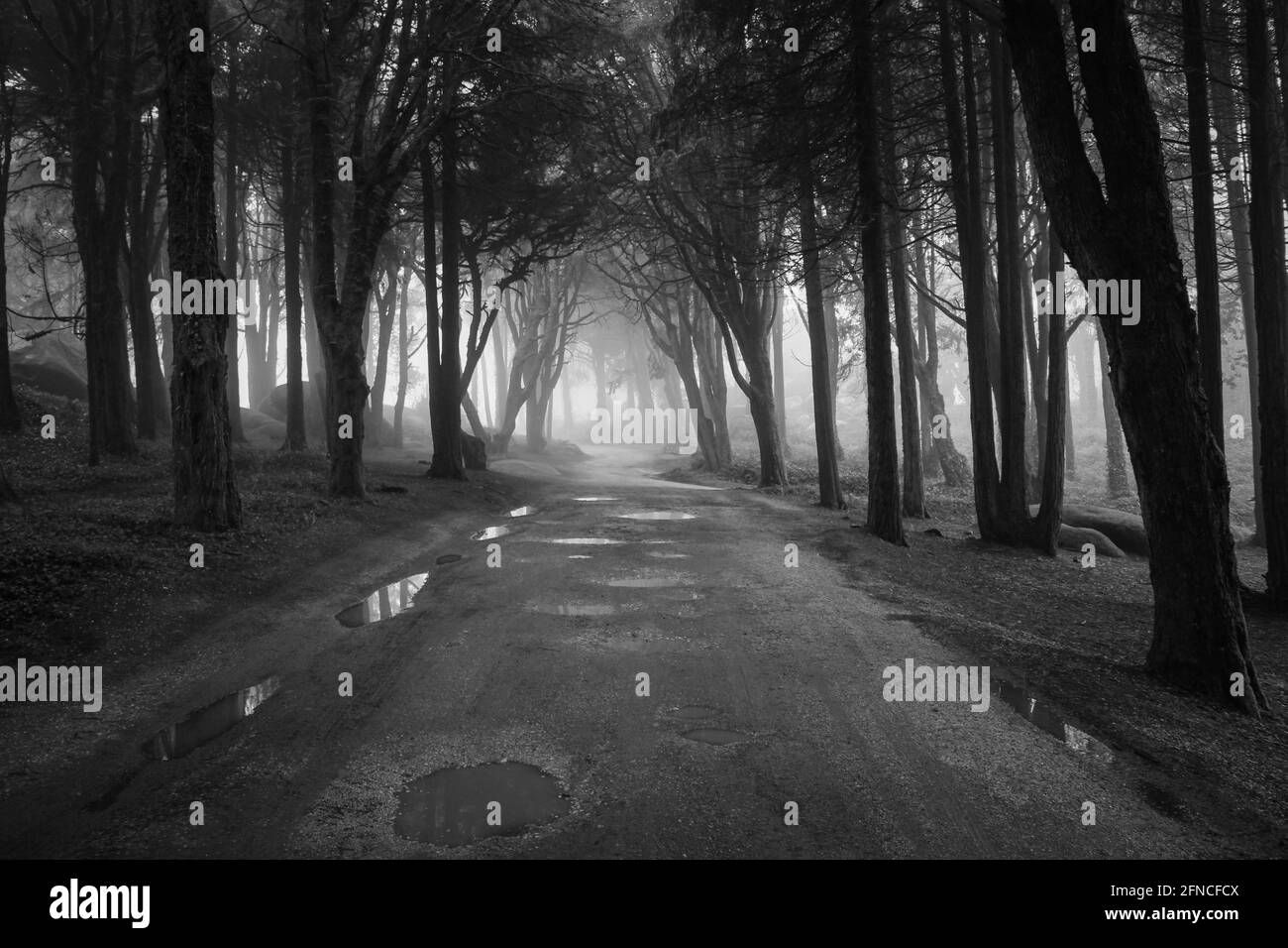 Amazing wood covered with mist. Path in a fores Stock Photo - Alamy