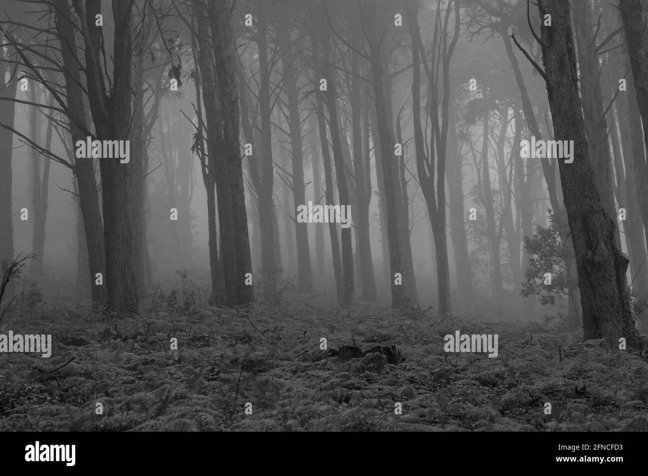 Amazing wood covered with mist. Path in a fores Stock Photo - Alamy