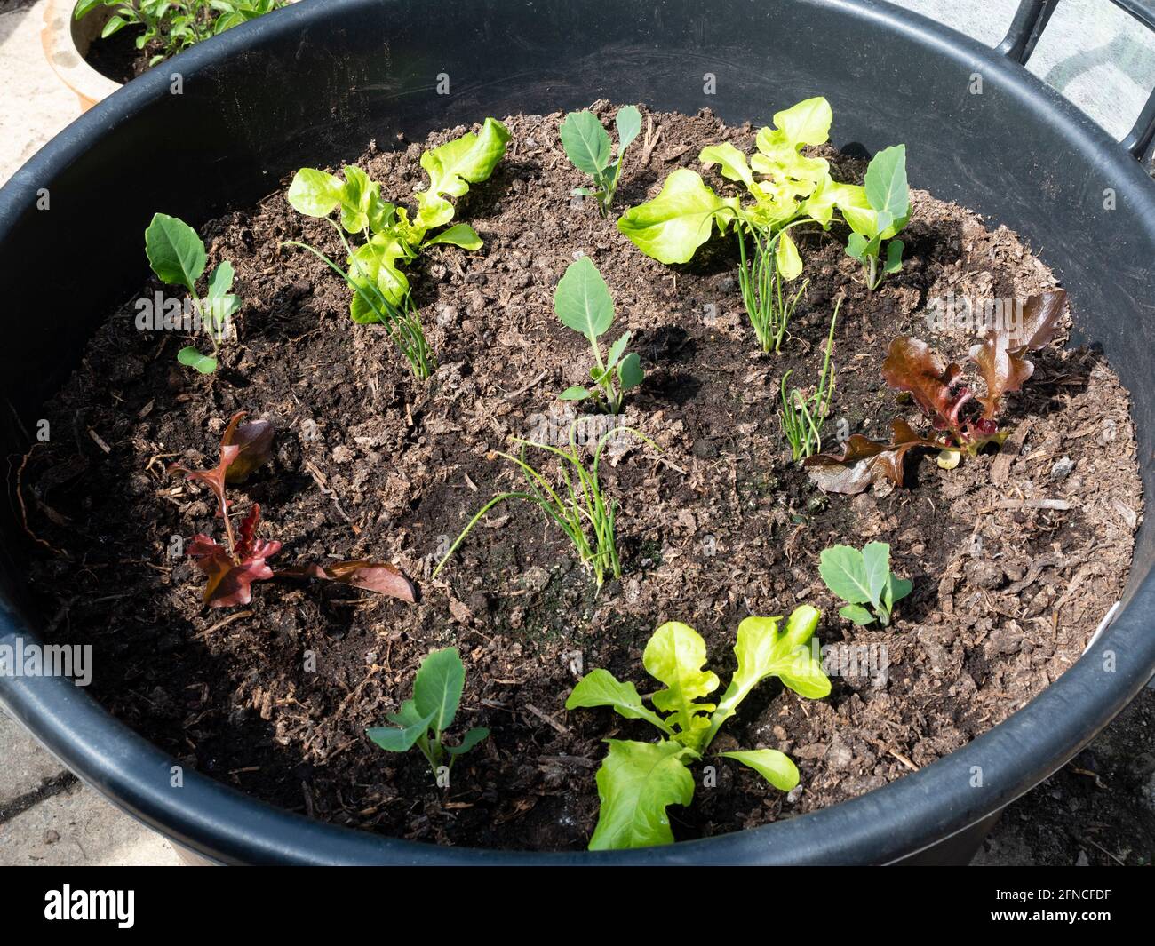 Large container newly planted with cabbage 'Dutchman', red and green ...