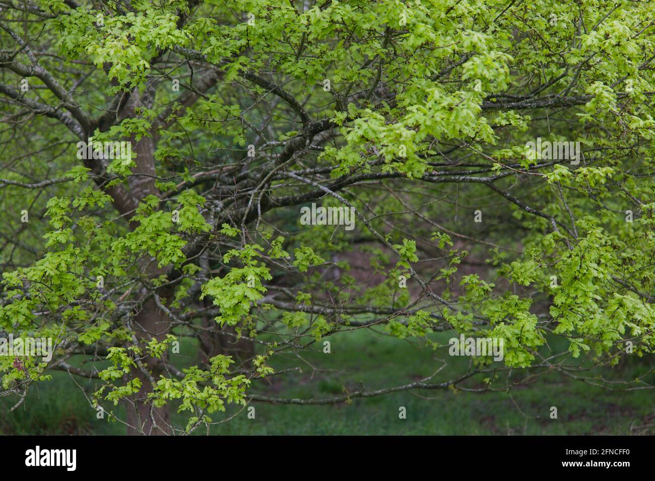 Leafy boughs and green foliage of an English Oak Tree/ Quercus robur ...