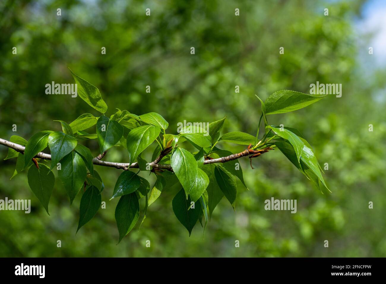 Poplar branch with young leaves in an early spring Stock Photo - Alamy