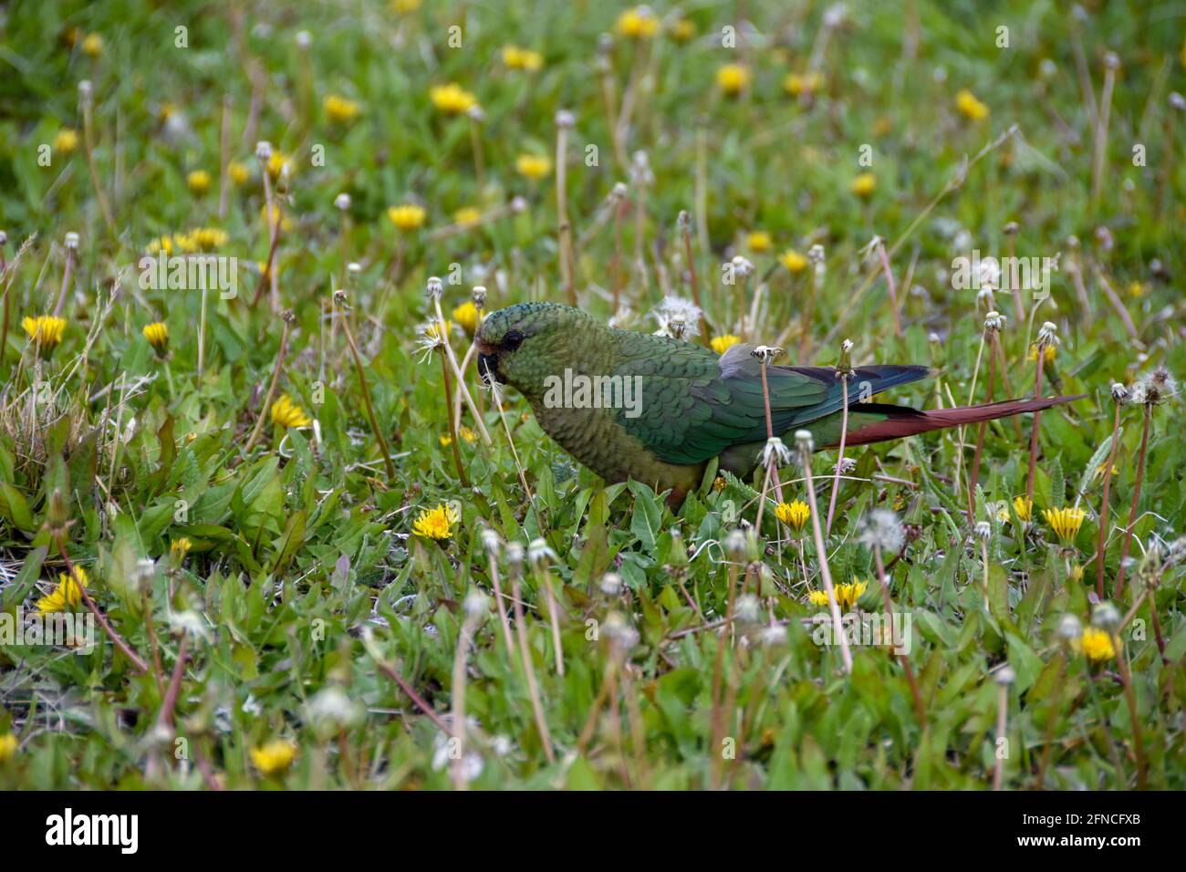 austral parakeet (Enicognathus ferrugineus)also called austral conure ...