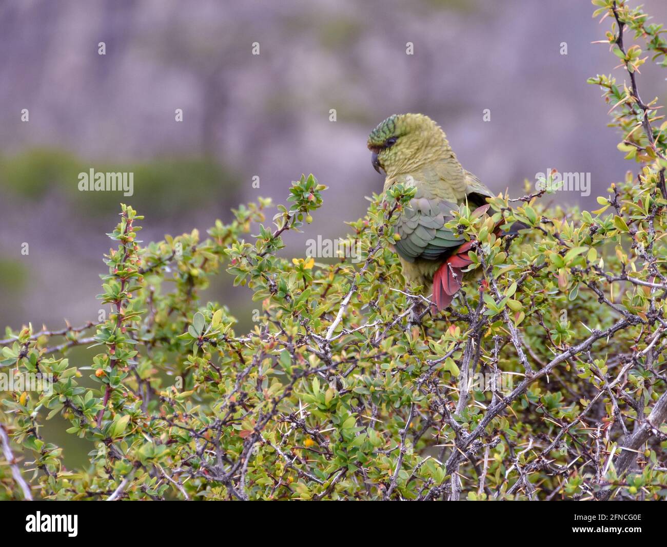 austral parakeet (Enicognathus ferrugineus)also called austral conure ...