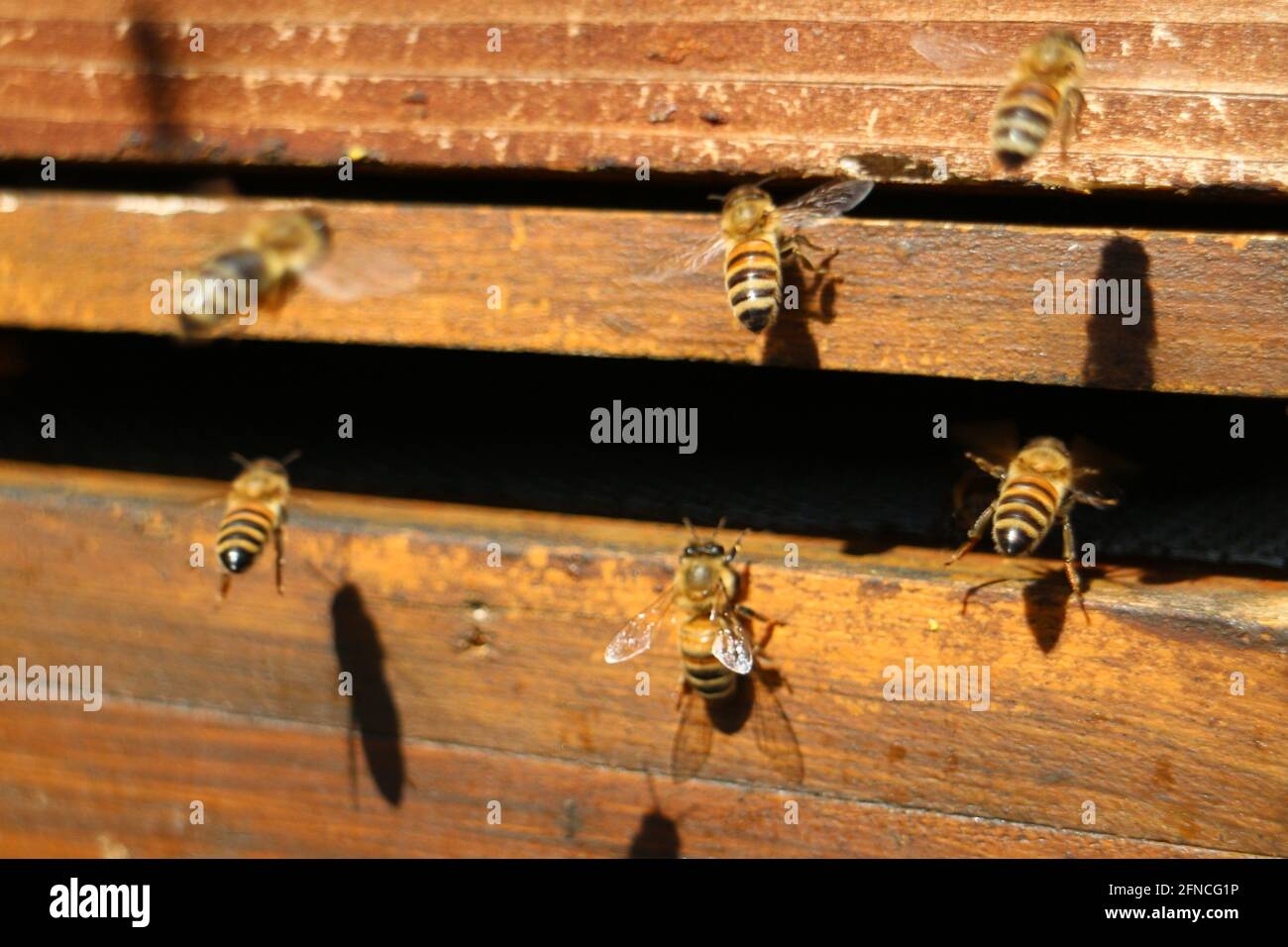 Beehive honey bees nature hi-res stock photography and images - Alamy