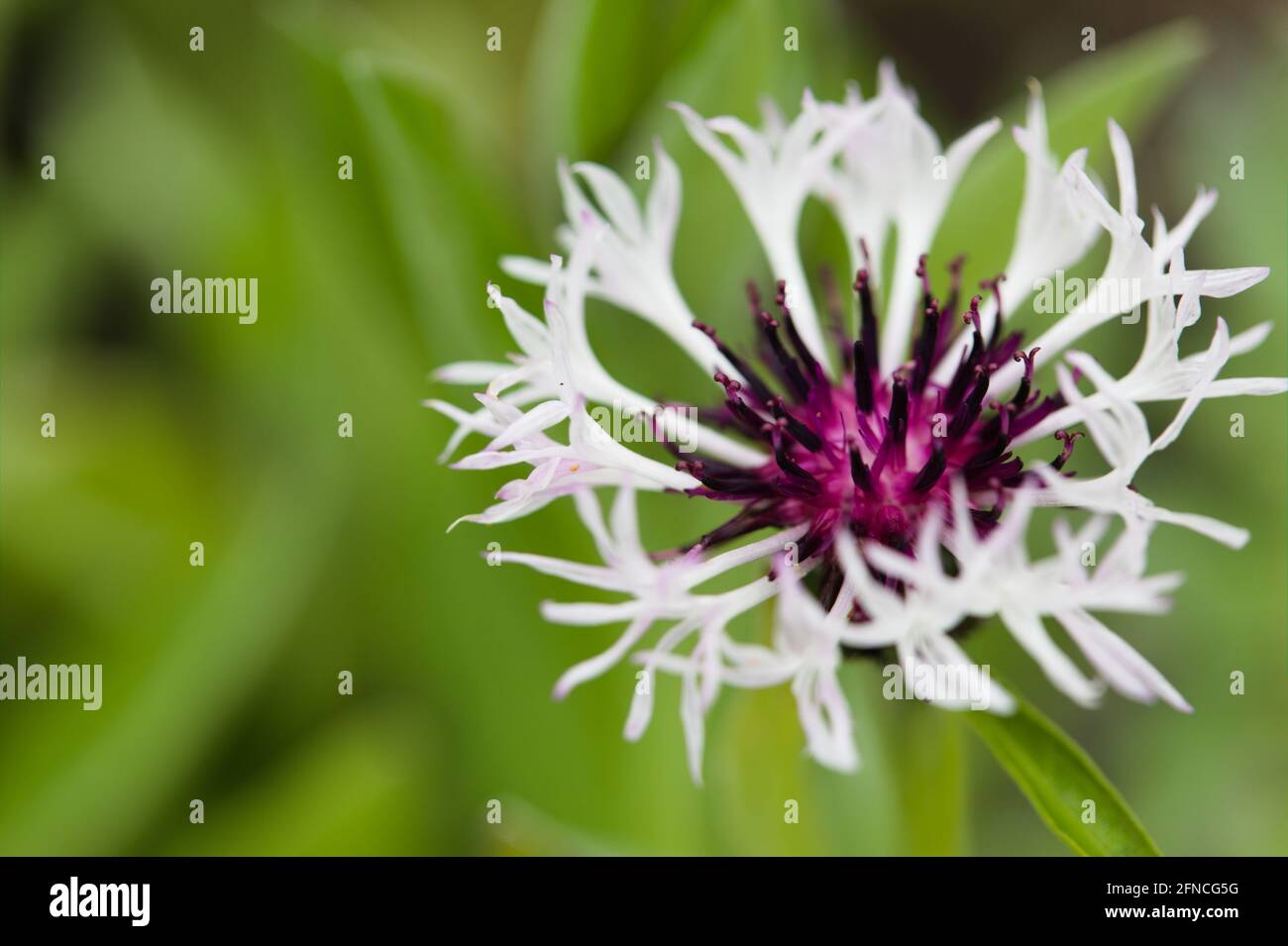 Close-up of Perennial Mountain Cornflower / Centaurea Montana, 'Purple ...