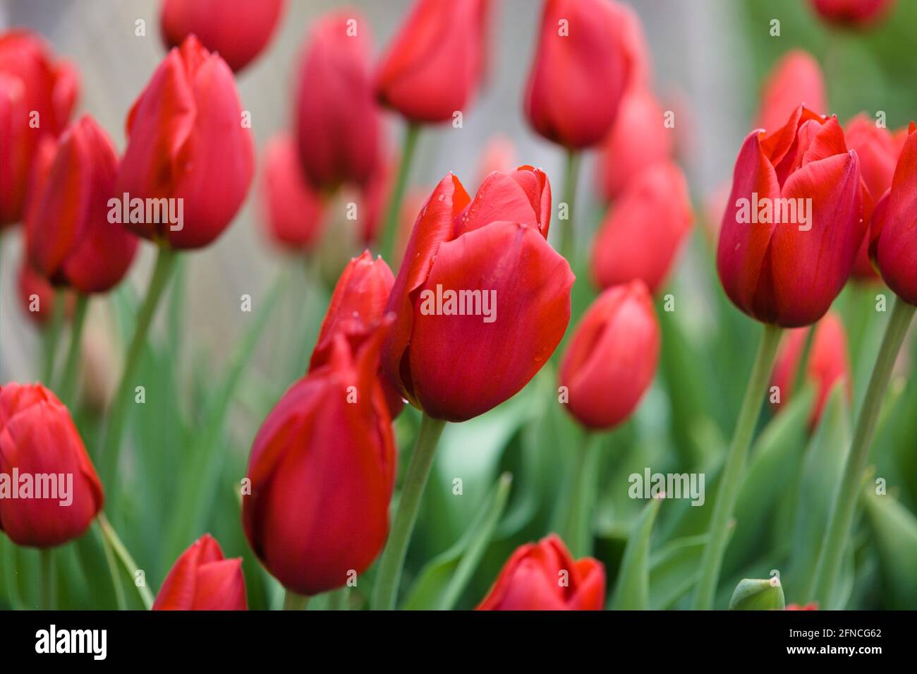 Kingsblood tulips hi-res stock photography and images - Alamy
