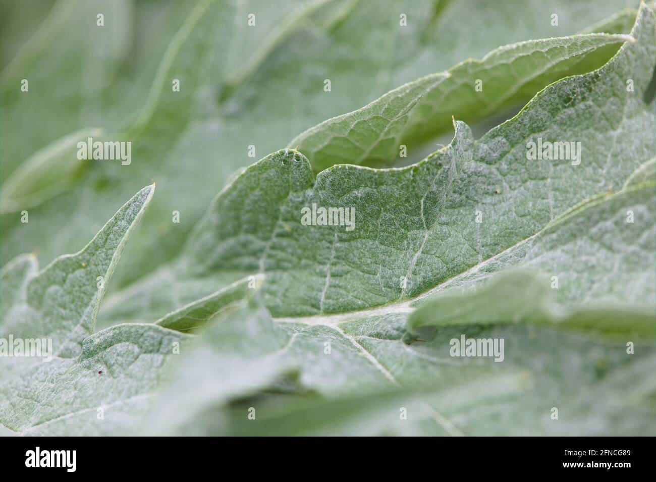 Macro of the silvery-green leaves of Cardoon Plant / Cynara cardunculus ...