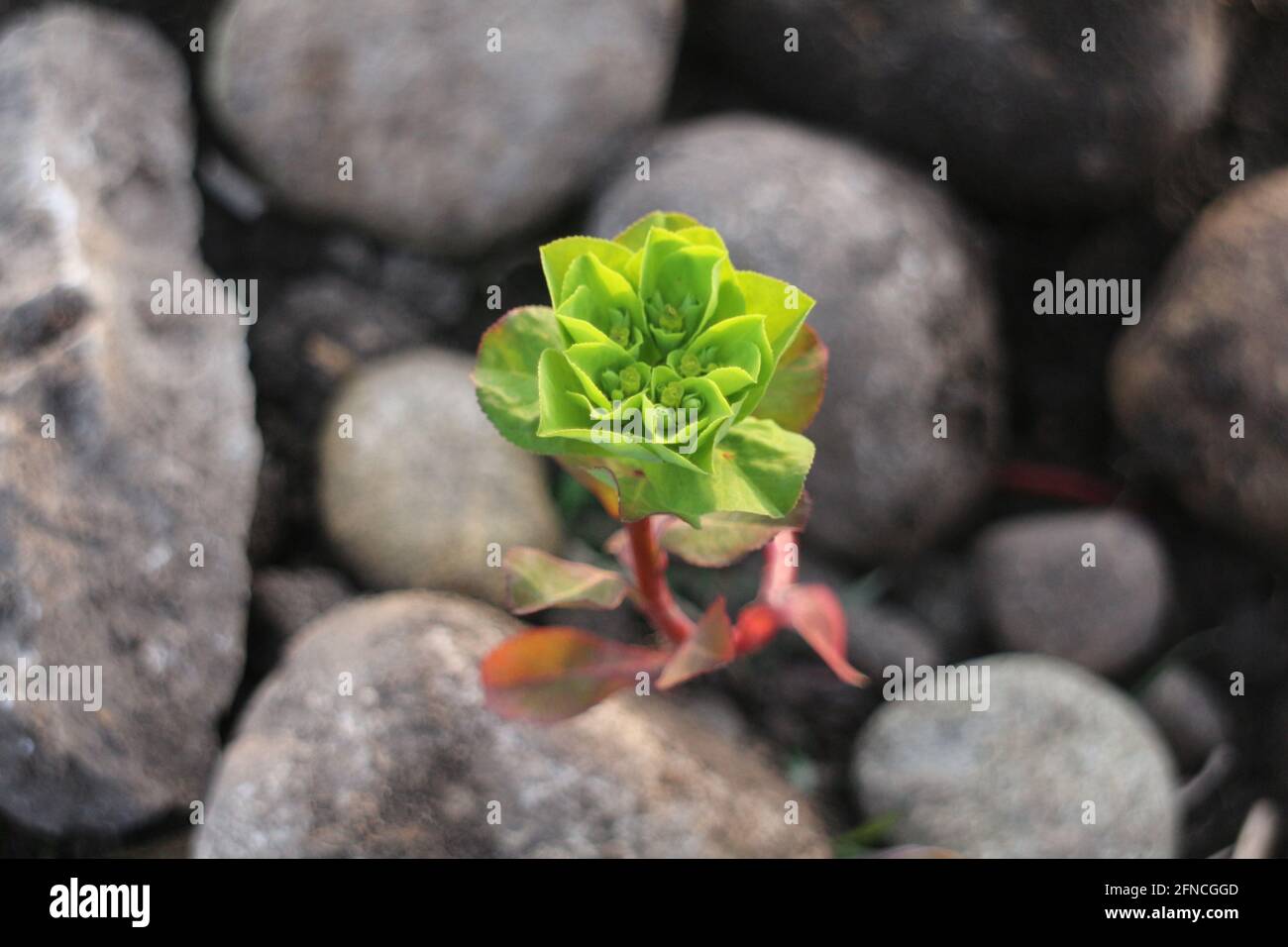 Grow hope hi-res stock photography and images - Alamy