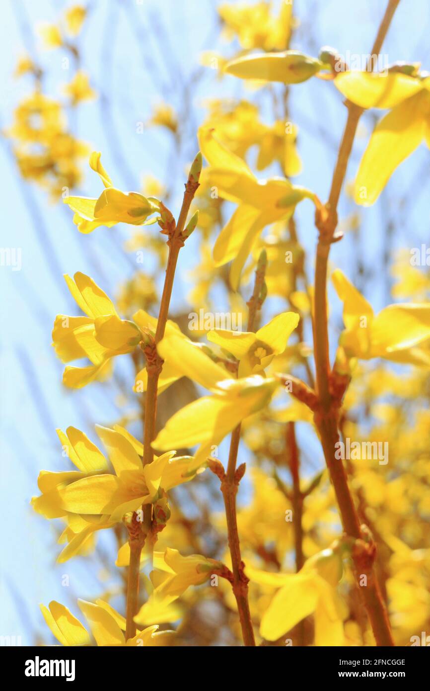 Summer forsythia hi-res stock photography and images - Alamy
