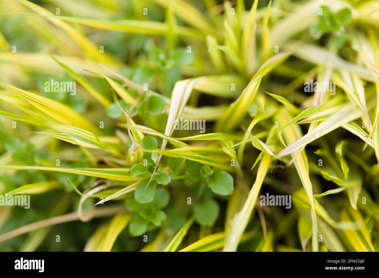 Japanese forest grass hi-res stock photography and images - Alamy