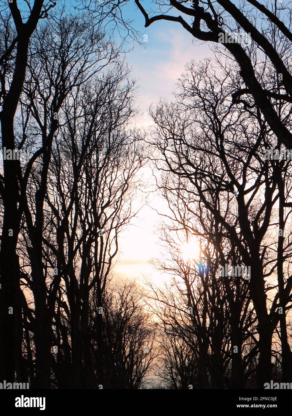 Scary looking trees hi-res stock photography and images - Alamy