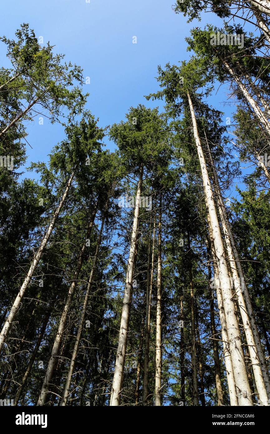 Fir forest with tall trees Stock Photo - Alamy