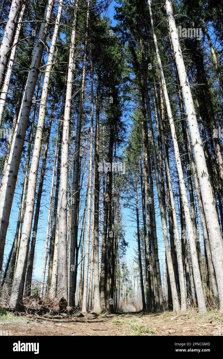 Fir forest with tall trees Stock Photo - Alamy