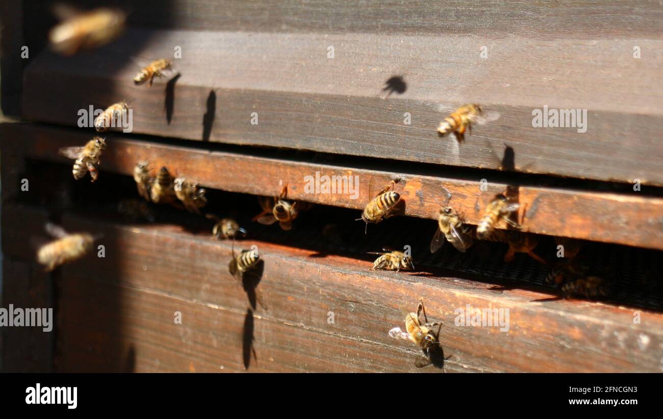 Honey bees entrance hive macro hi-res stock photography and images - Alamy