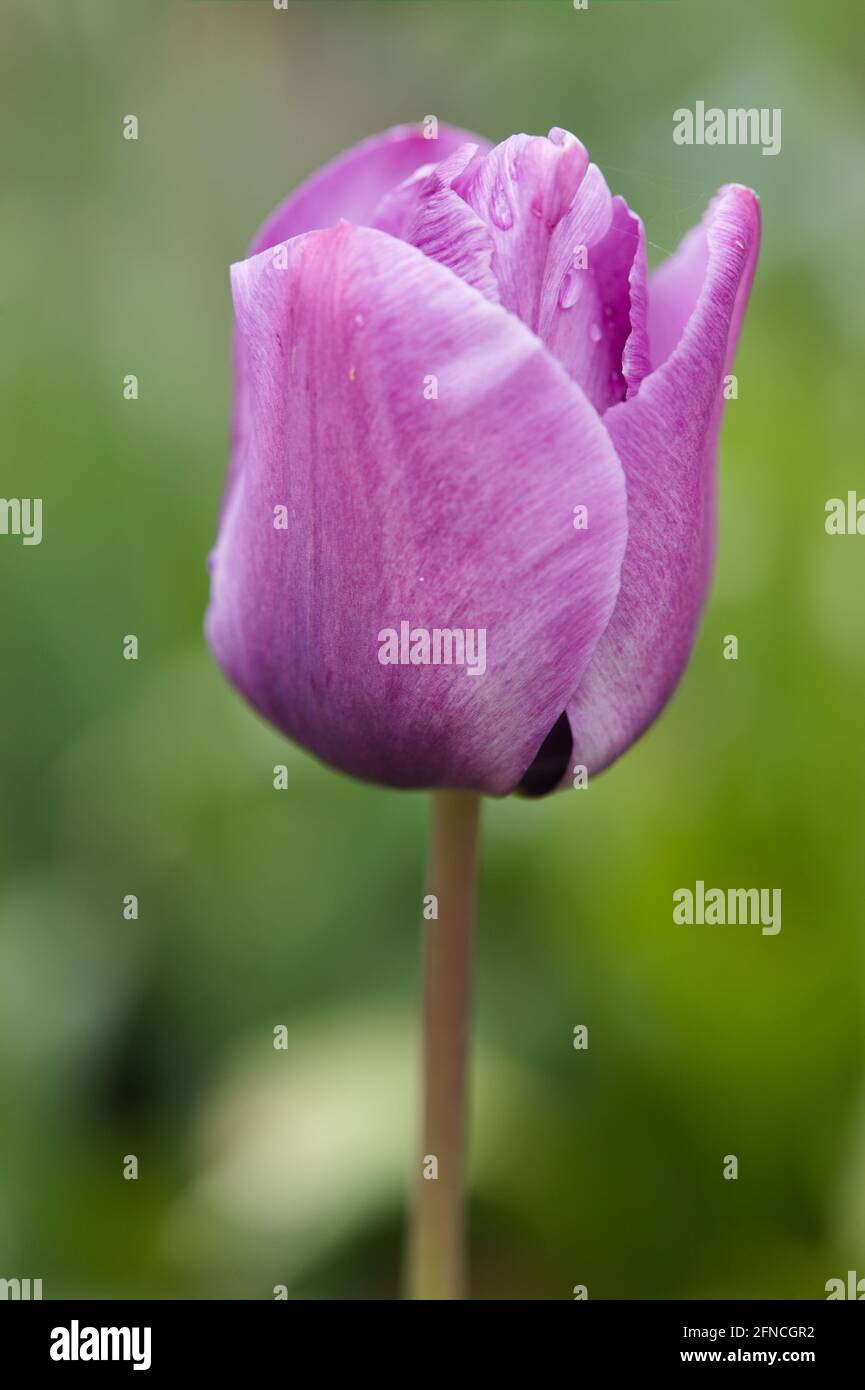 Bleu aimable tulip hi-res stock photography and images - Alamy