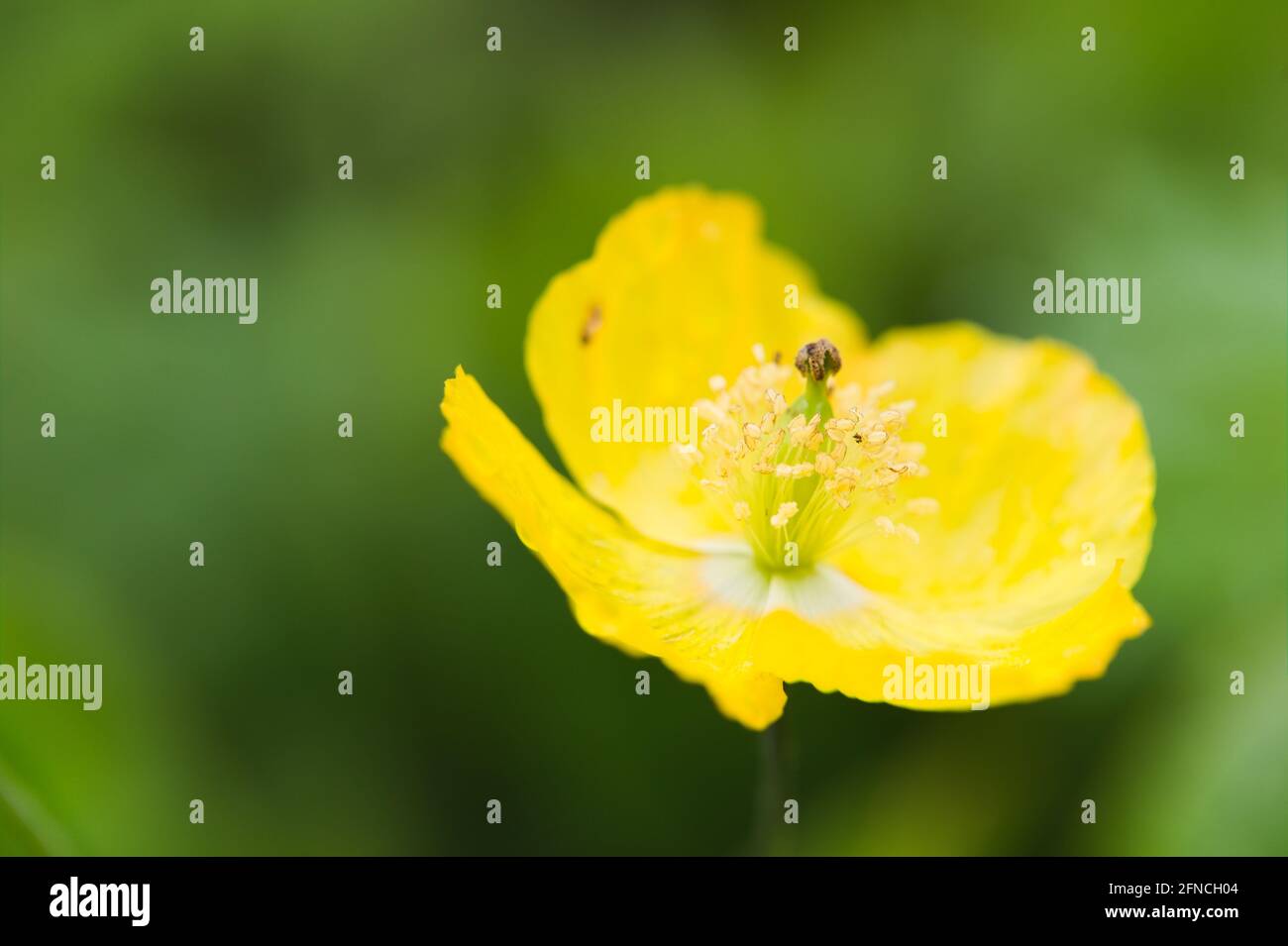 Close-up of a Yellow Welsh Poppy / Meconopsis cambrica / papaver ...