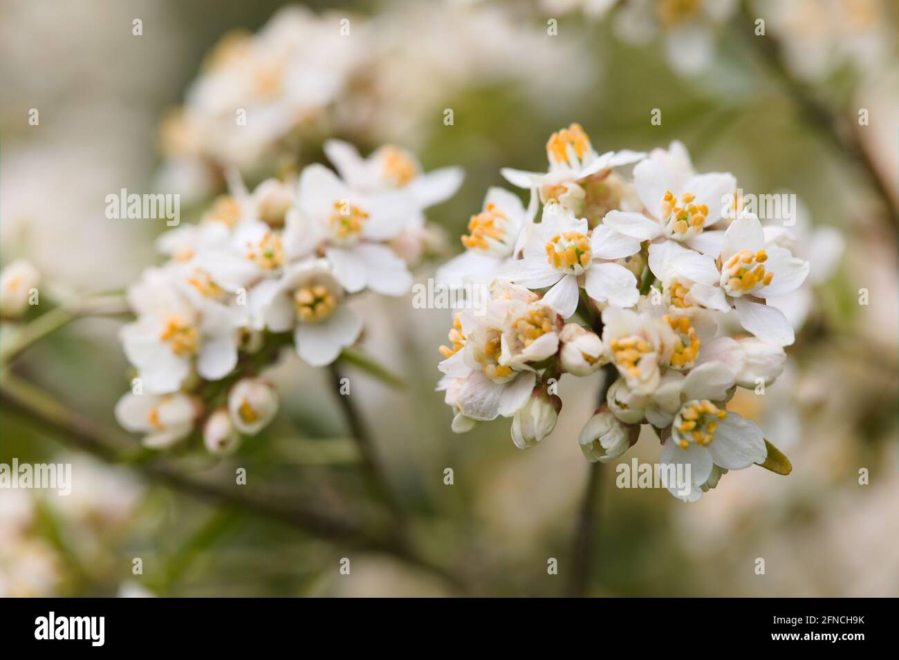 Aztec pearl hi-res stock photography and images - Alamy