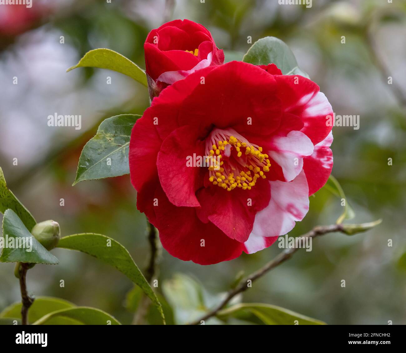Ace of hearts camellia hi-res stock photography and images - Alamy