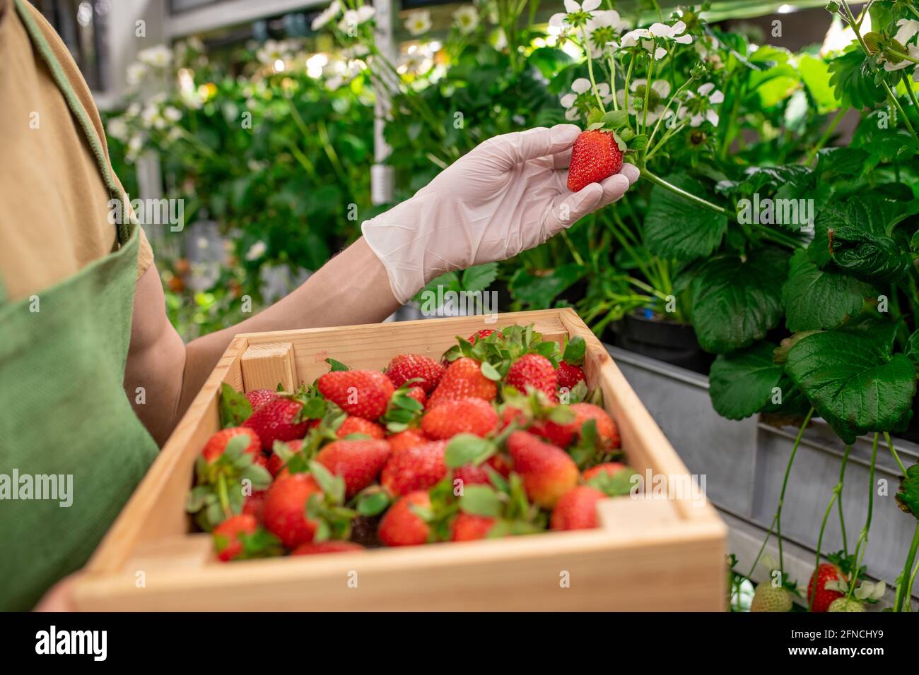Vertical farm worker with box of strawberries picking up another ripe ...