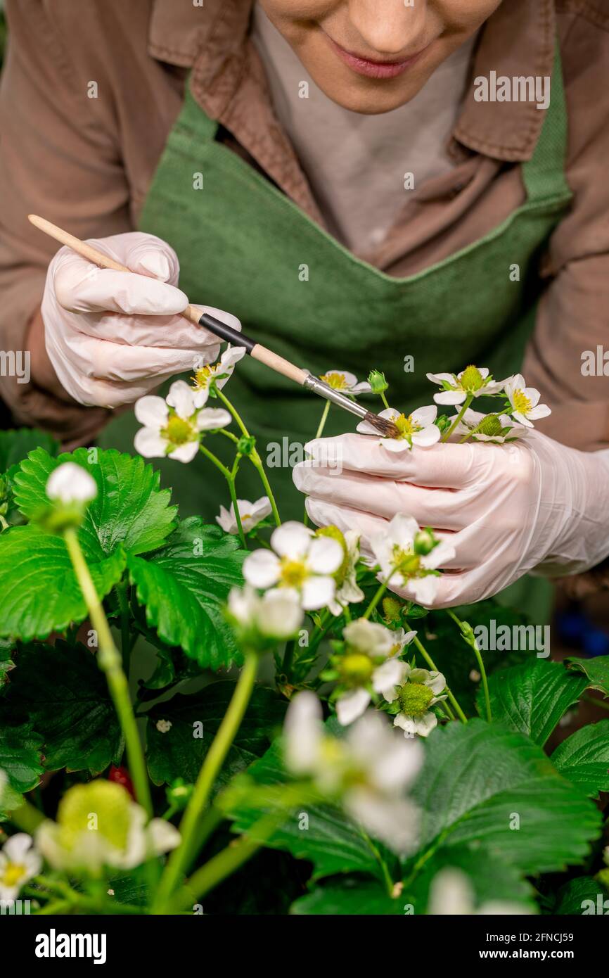 Hand pollinating hi-res stock photography and images - Alamy