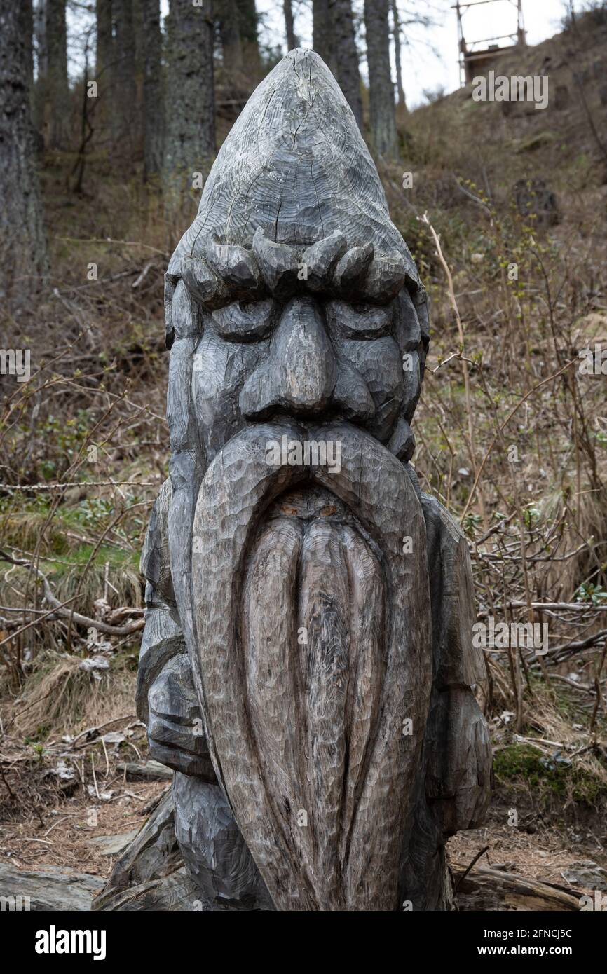 Elf carved in the trunk of a centuries-old fir tree in the Italian Alps ...