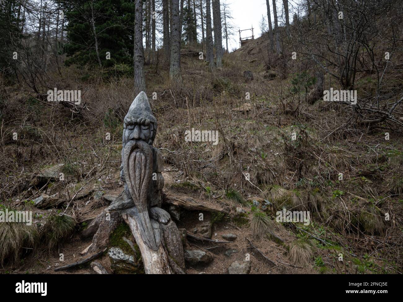 Elf carved in the trunk of a centuries-old fir tree in the Italian Alps ...