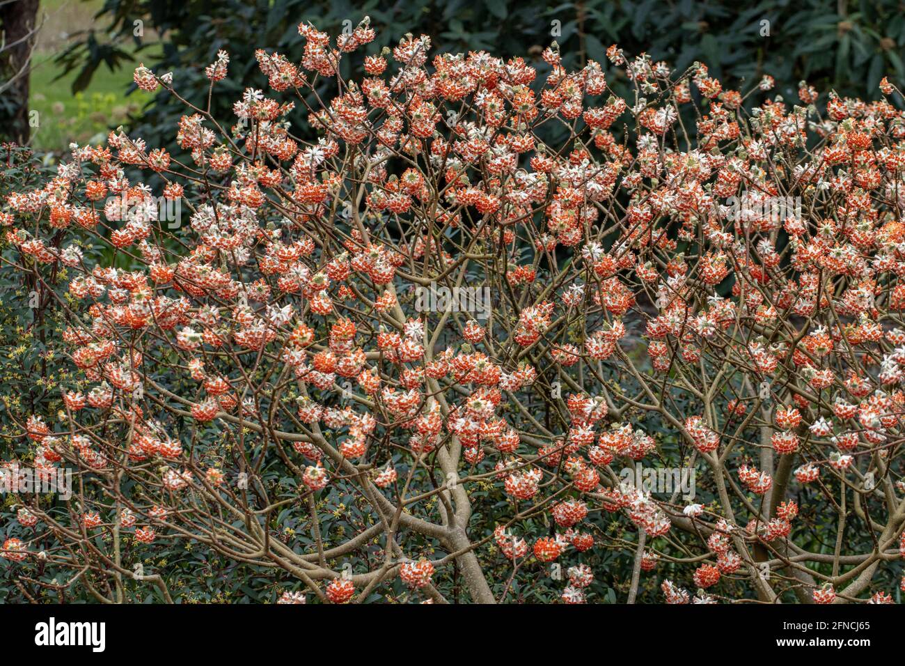 Large shrub of Edgeworthia chrysantha Red Dragon in flower in spring ...