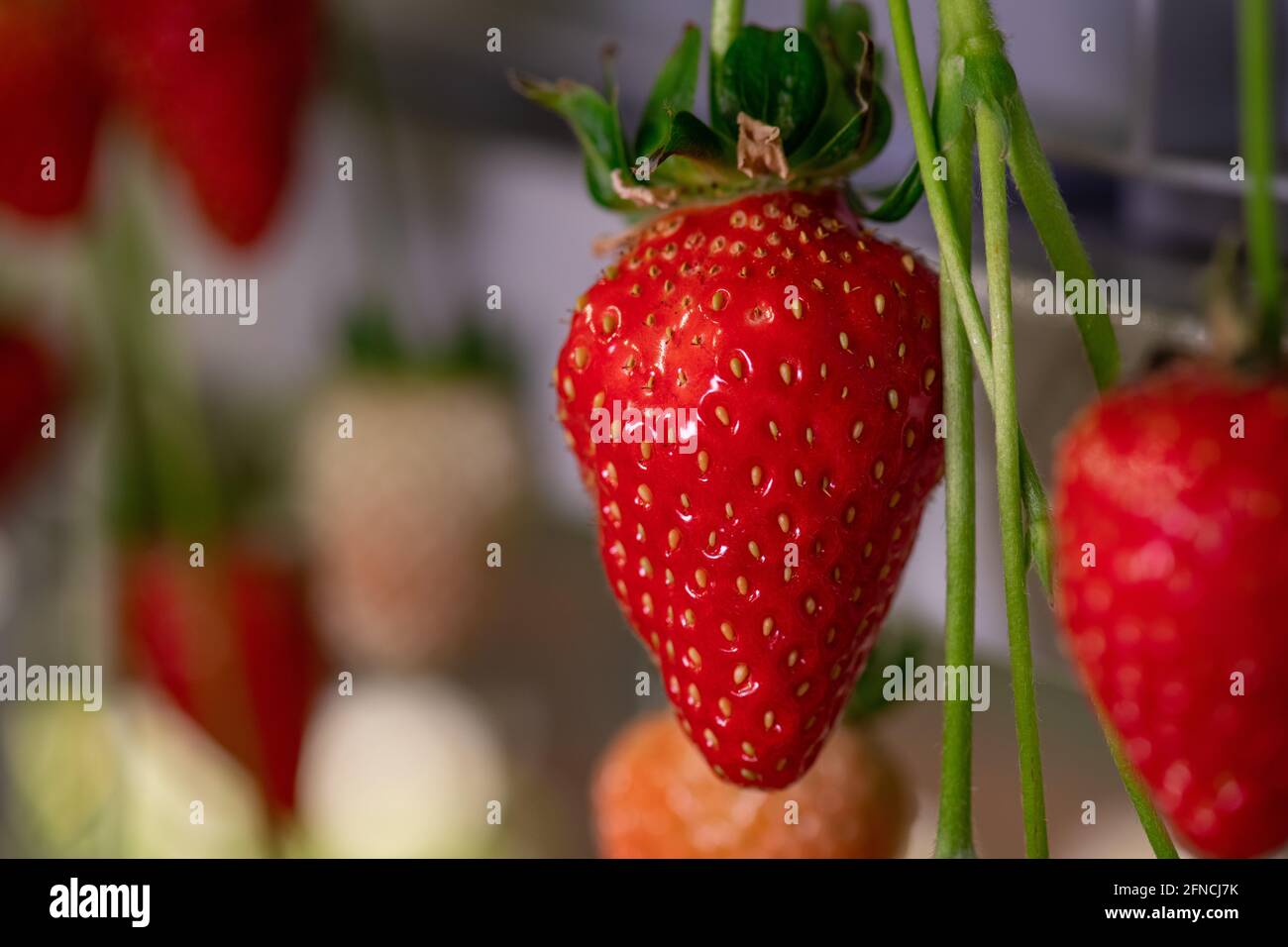 A close up of red ripe strawberry hanging on thin green stem Stock ...
