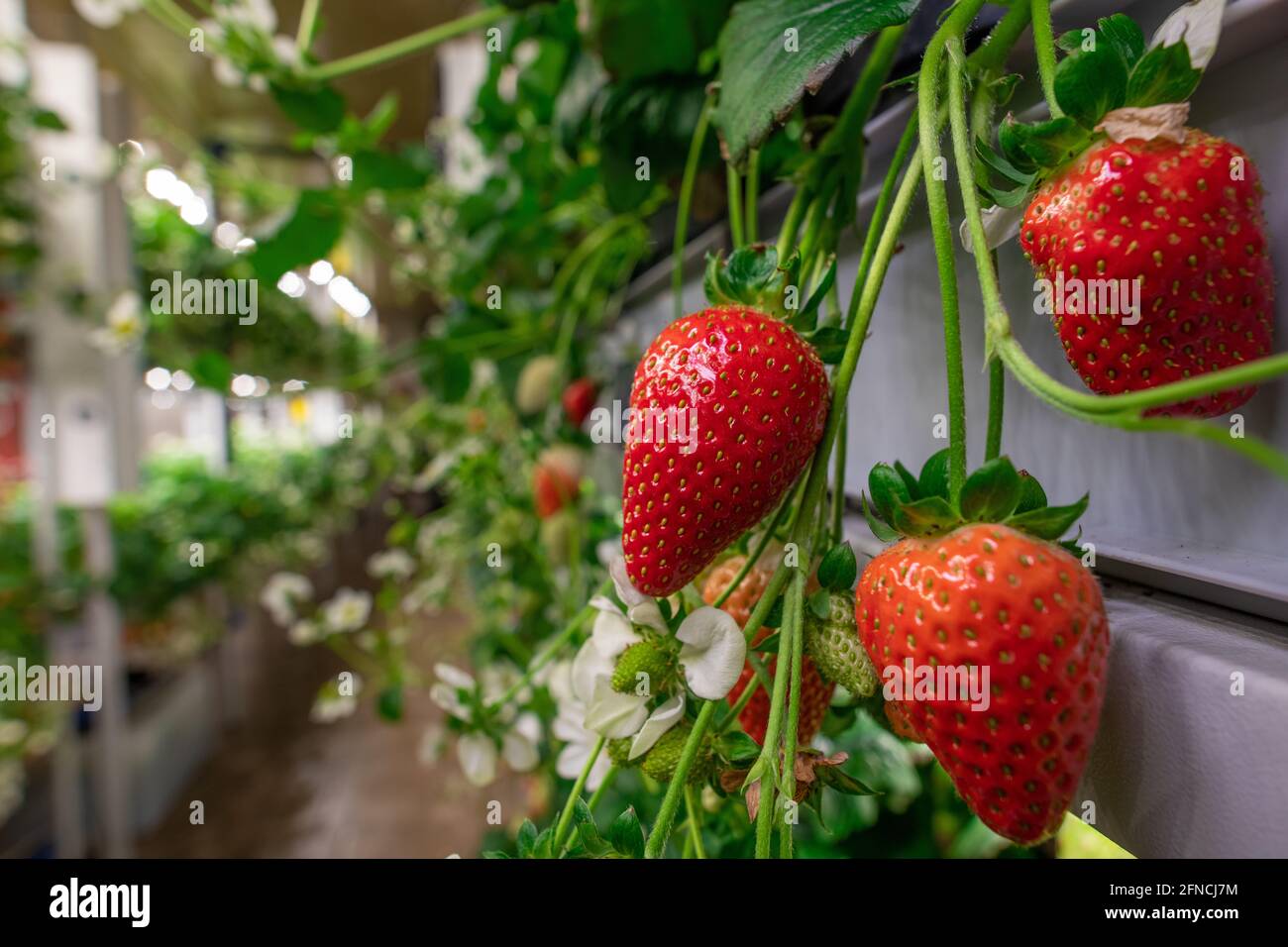Strawberries in vegetable garden close hi-res stock photography and ...