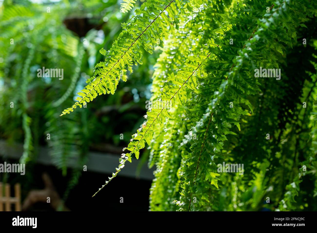 Natural green tropical texture of diffrent bright green leaf, palm tree ...