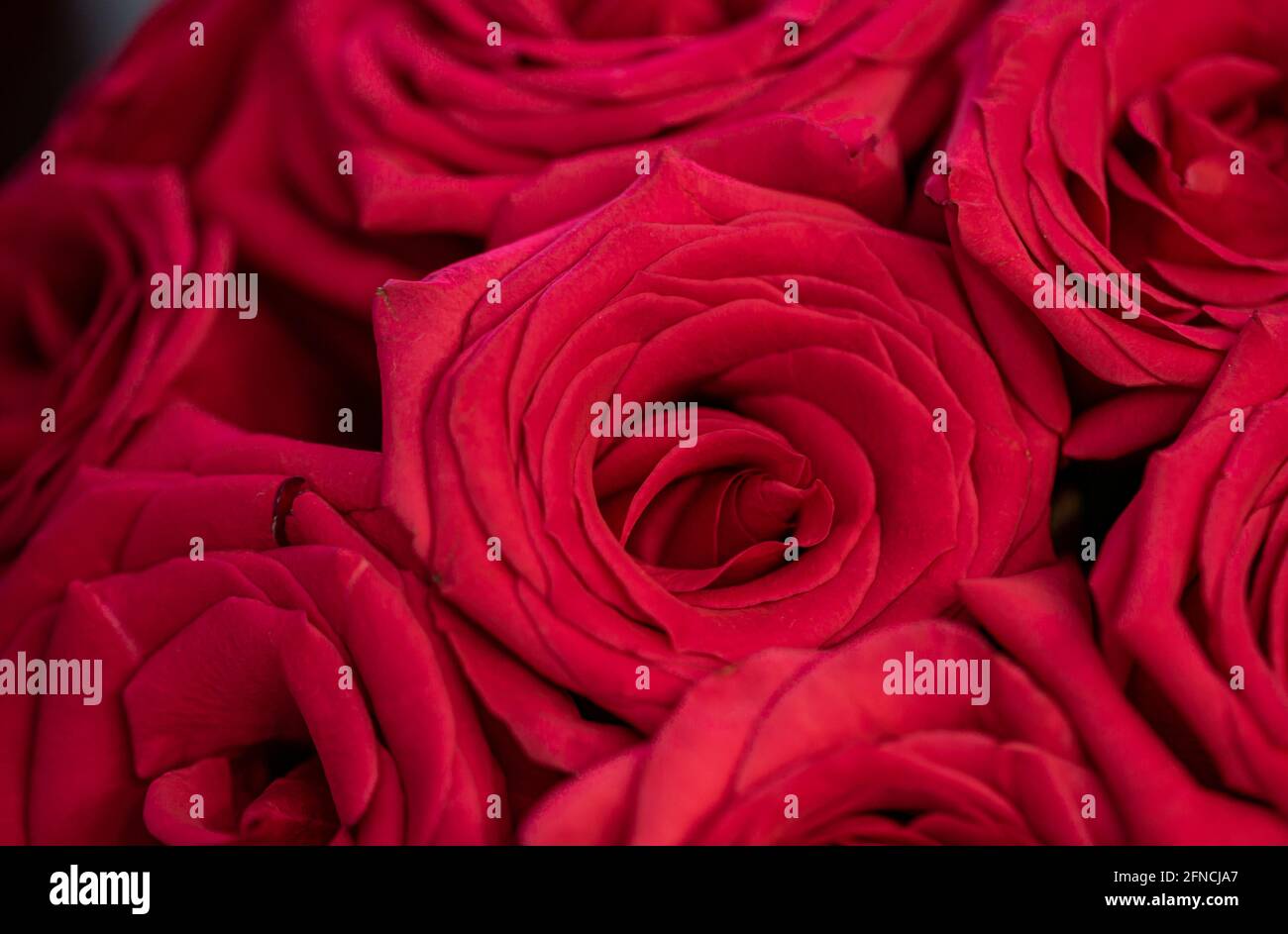 Red roses bunch hi-res stock photography and images - Alamy