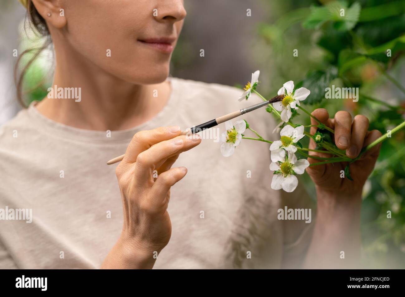 Young woman holding small strawberry flower during pollination Stock ...