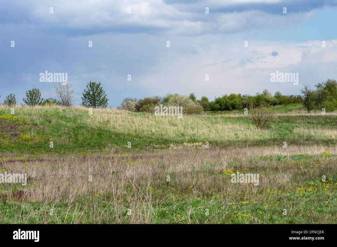 Natural view of grasses in a field under a cloudy sky Stock Photo - Alamy