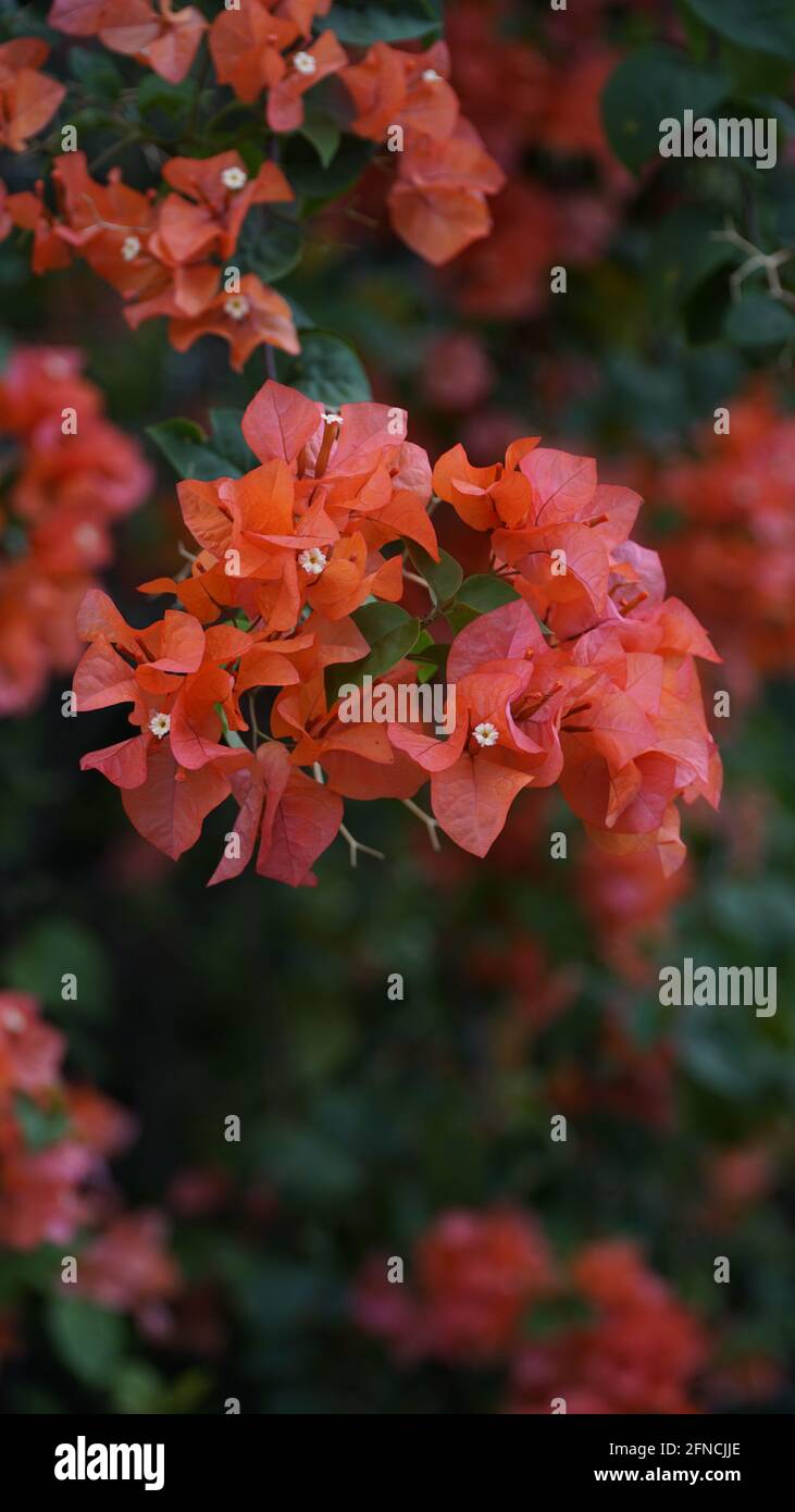 Flowers, plants and greenery found in and around the gardens of Alfred ...