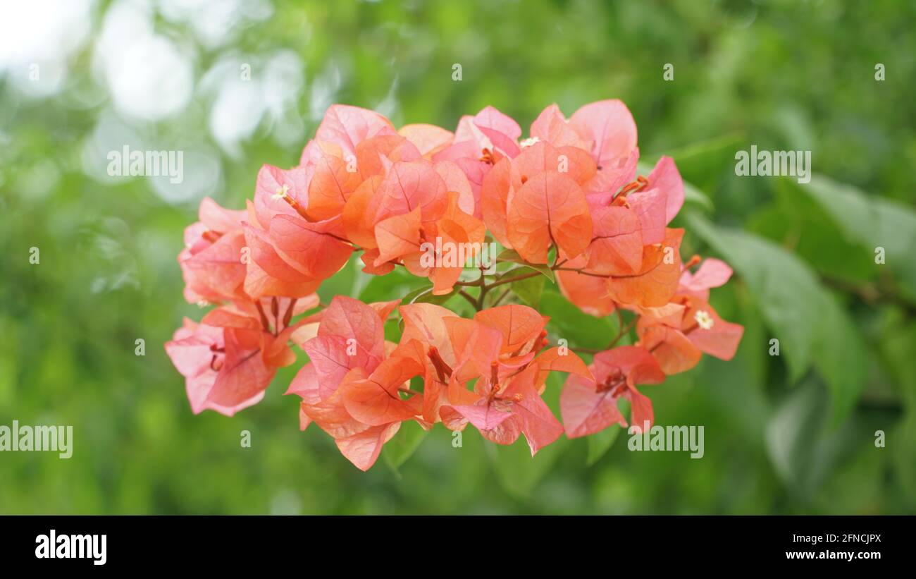 Flowers, plants and greenery found in and around the gardens of Alfred ...