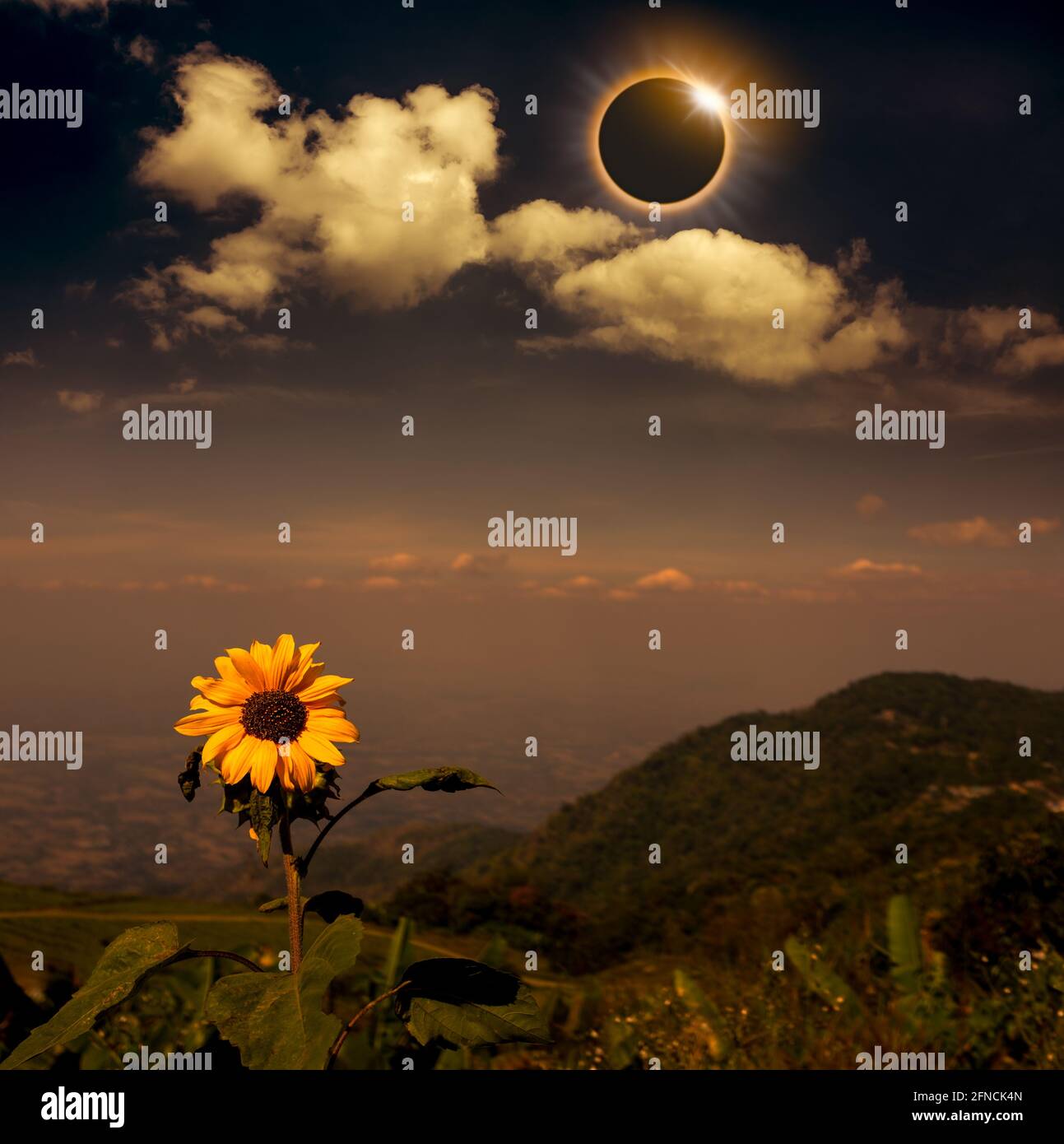 Sunflower solar eclipse hi-res stock photography and images - Alamy