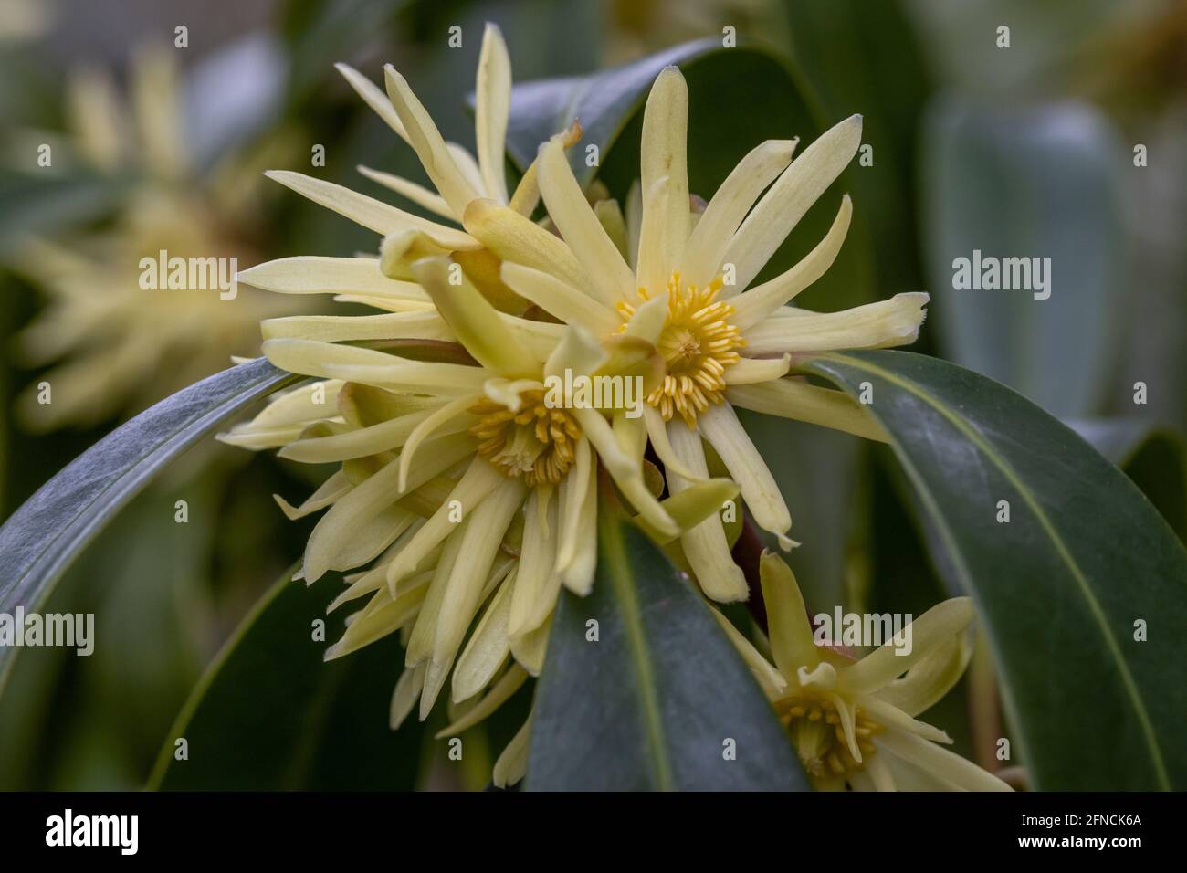 Cluster of rare lemon yellow Illicium simonsii flowers in spring Stock ...