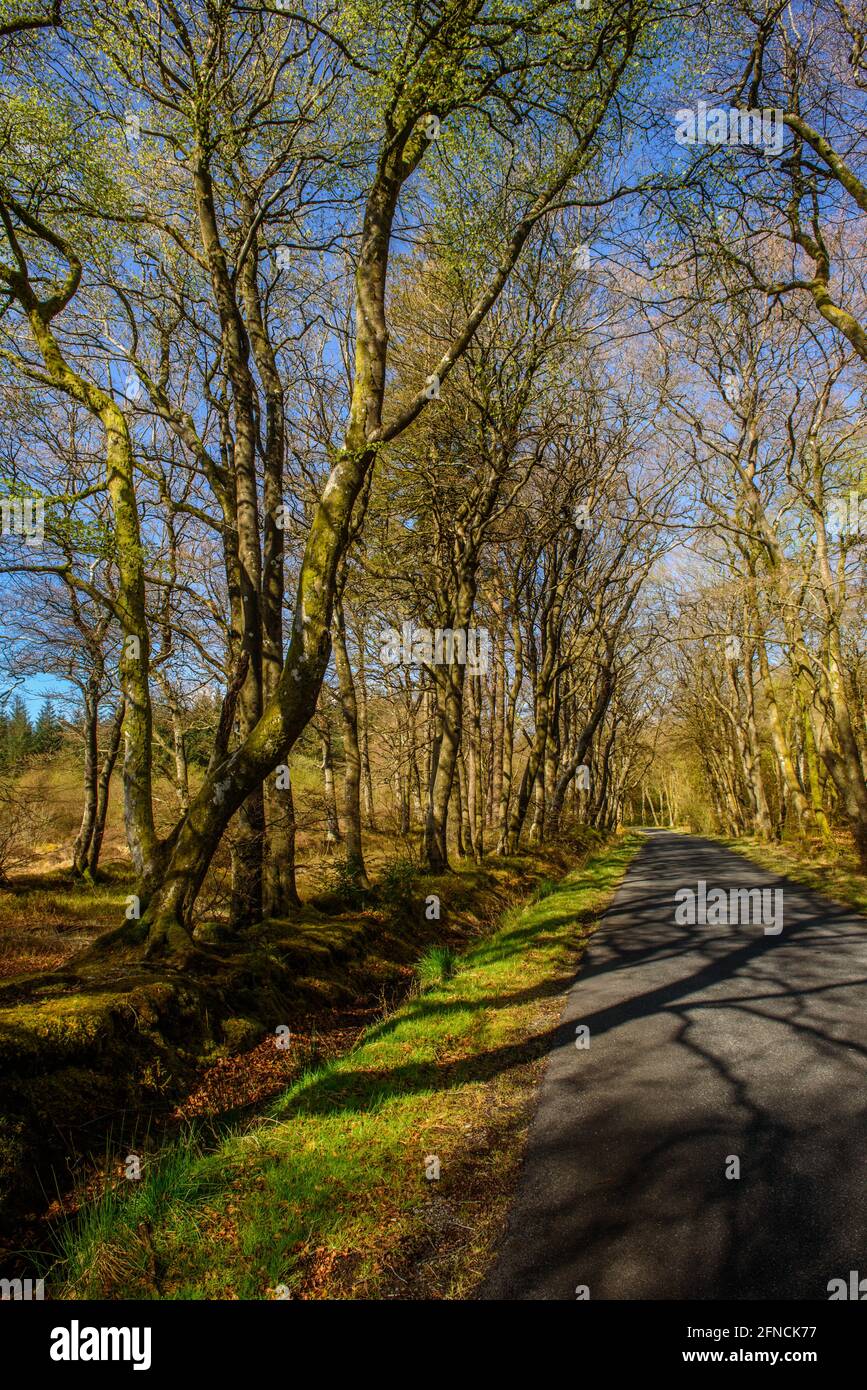 Scottish trees hi-res stock photography and images - Alamy