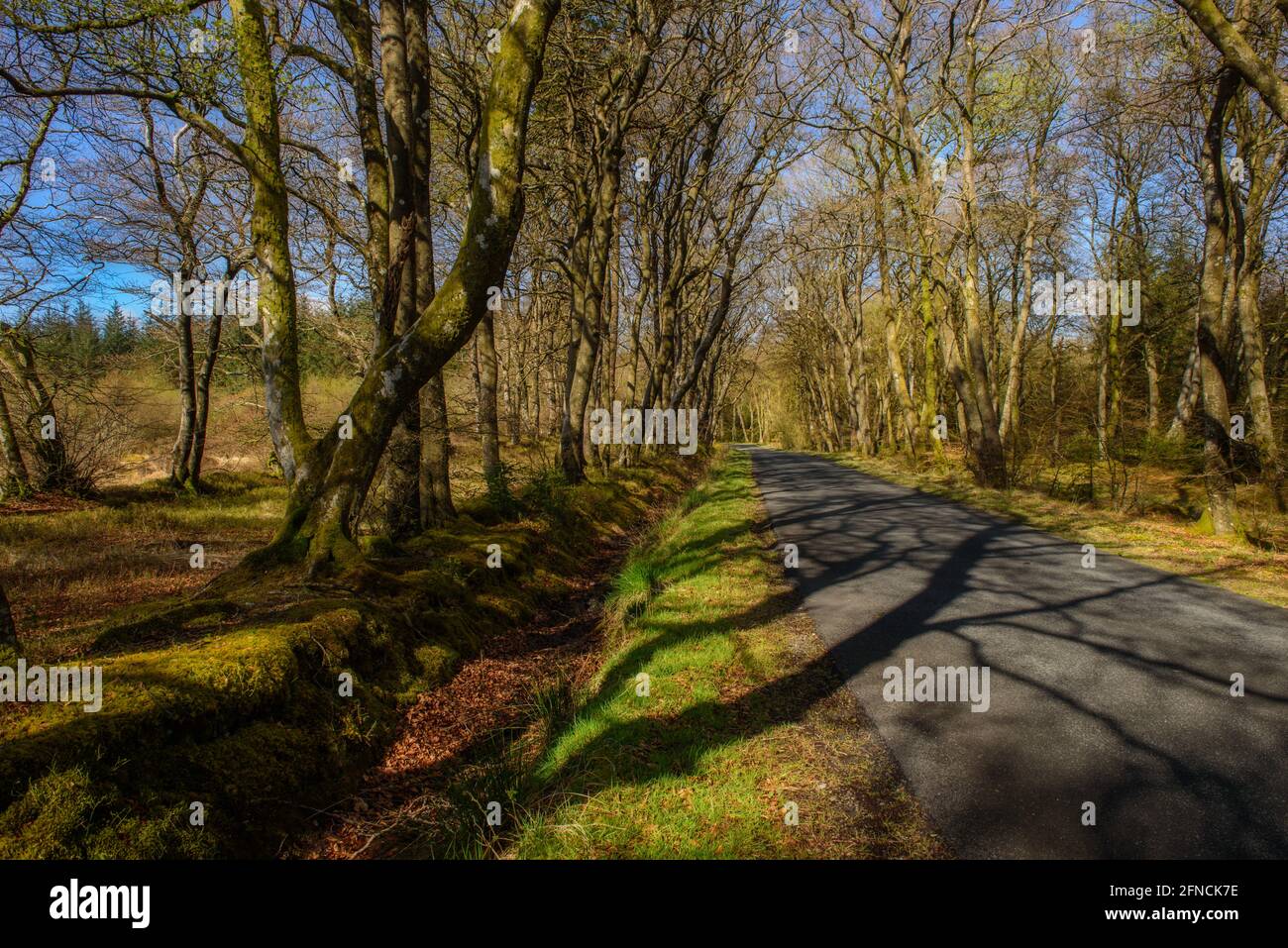 Scottish trees hi-res stock photography and images - Alamy