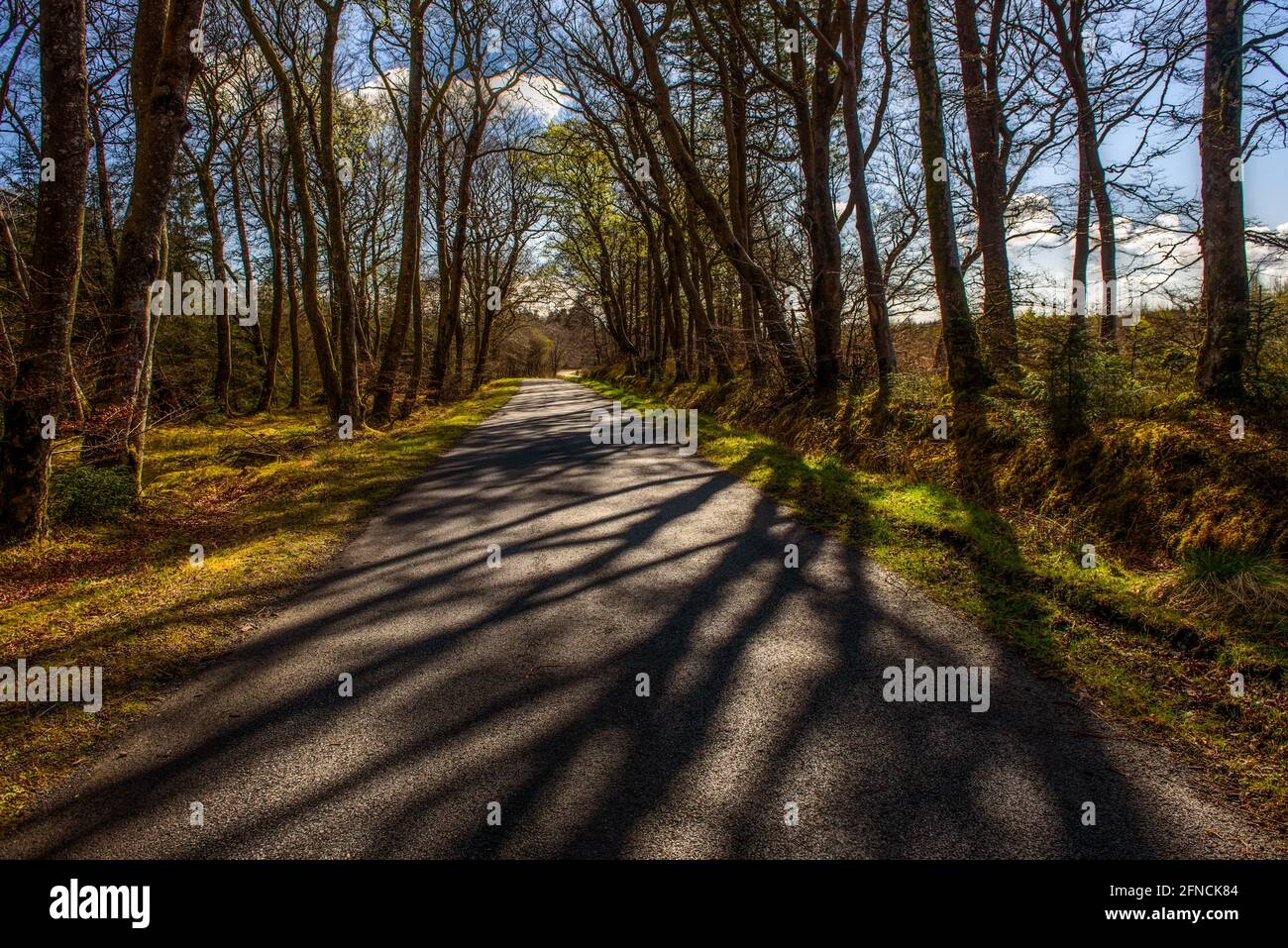 Scottish trees hi-res stock photography and images - Alamy