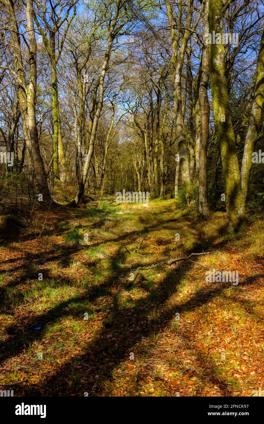 Scottish trees hi-res stock photography and images - Alamy