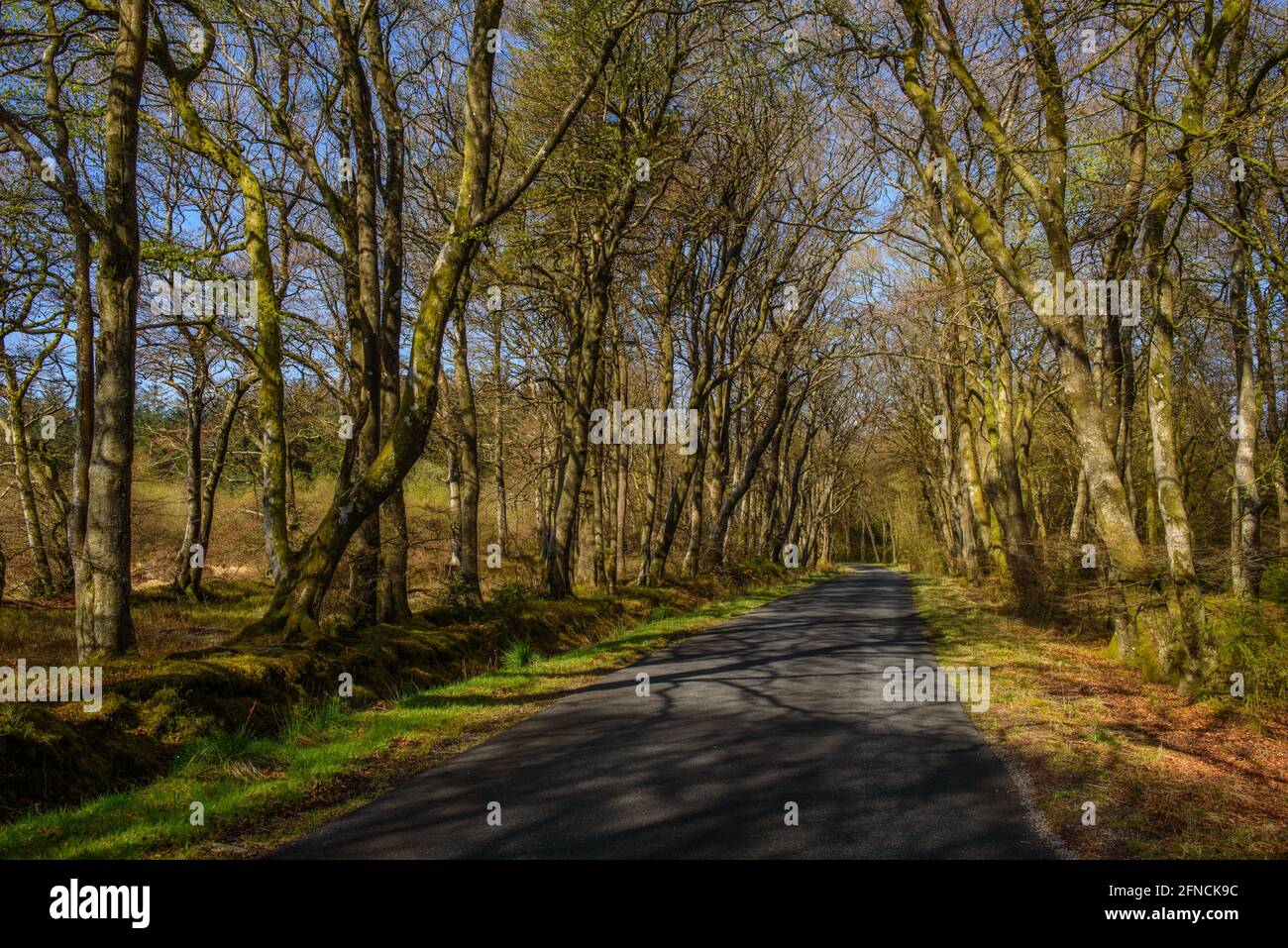 Scottish trees hi-res stock photography and images - Alamy