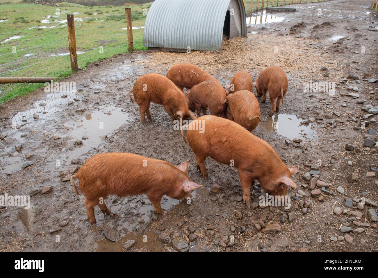 Rare breeds farm hi-res stock photography and images - Alamy