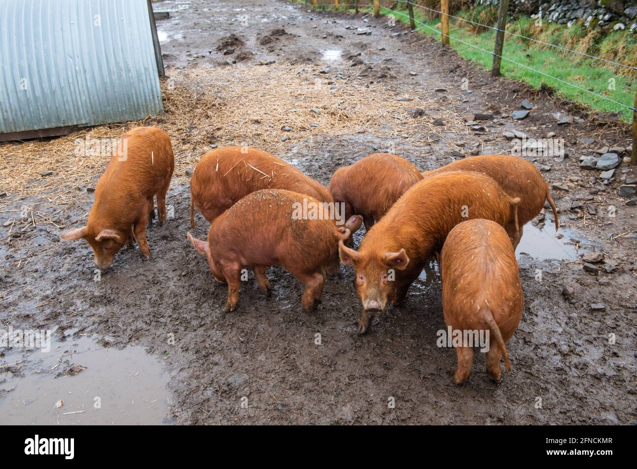 Rare breeds hi-res stock photography and images - Alamy