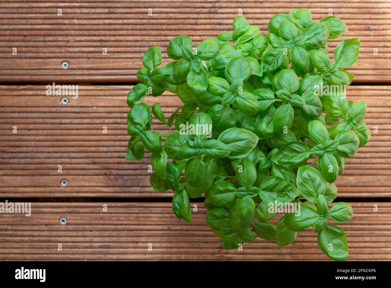 Basil plant growing in a container, overhead view Stock Photo - Alamy